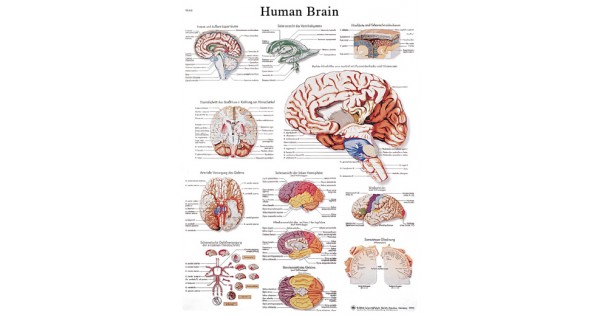 3B Scientific Anatomical Chart - Human Brain, Laminated | Herculife ...